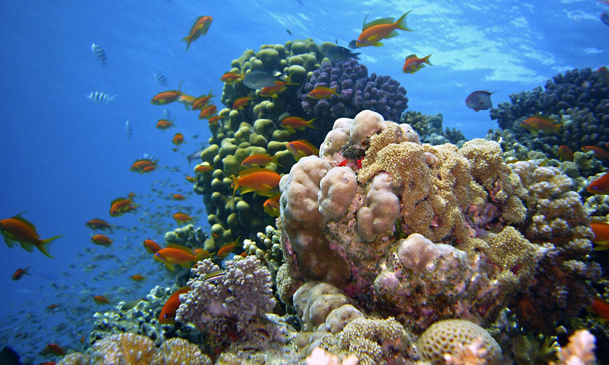 Les coraux, qu'en savez vous? - Tout sur la géologie