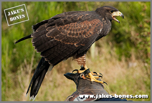 Learning how to handle a Harris Hawk : Jake's Bones