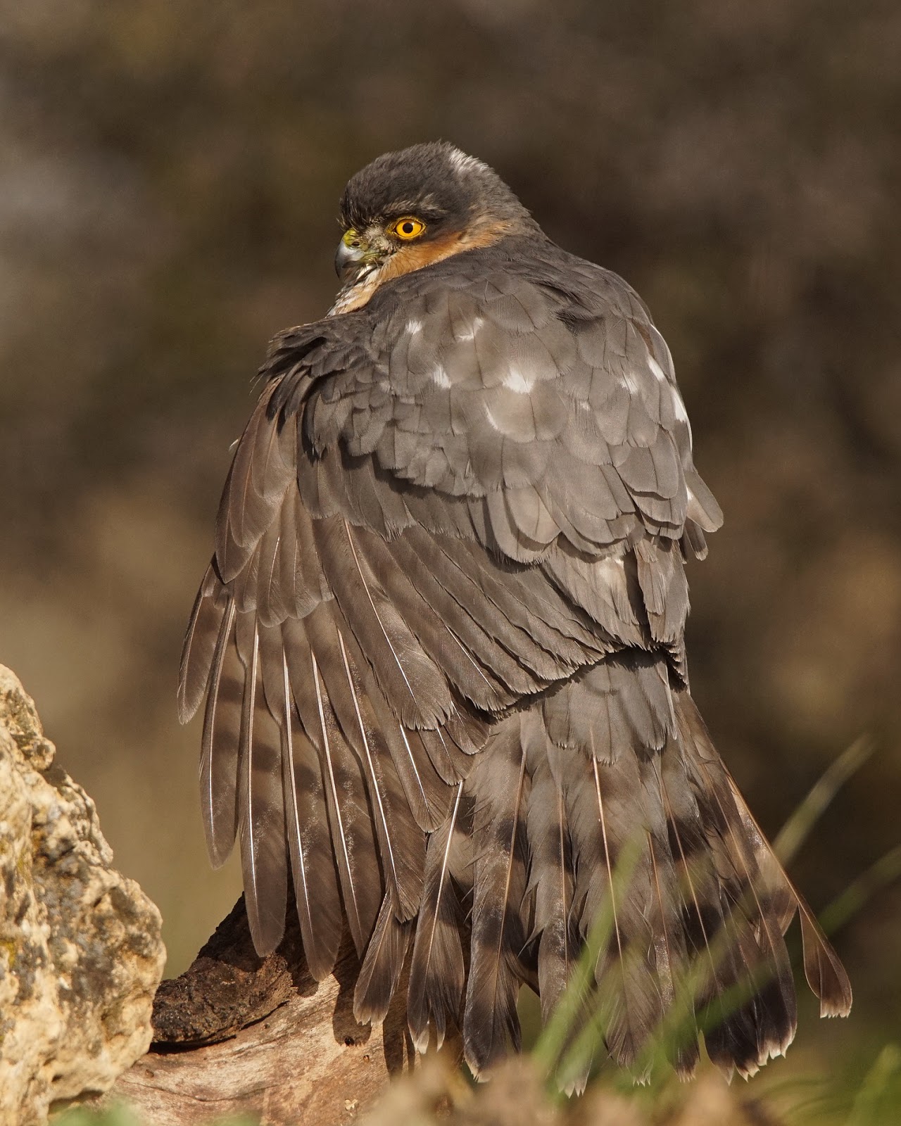 Pasión por las aves: Gavilán común.(Accipiter nisus)