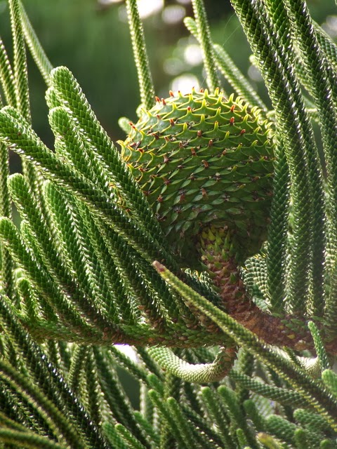 DIÁRIO COM A NATUREZA: 29 DE MAIO - PINHÃO - PINHA - FRUTO - SEMENTE