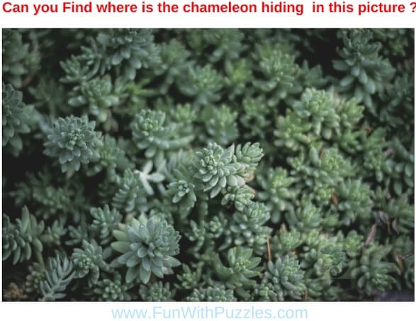 Hidden Animals Picture Puzzles: Test Your Observation