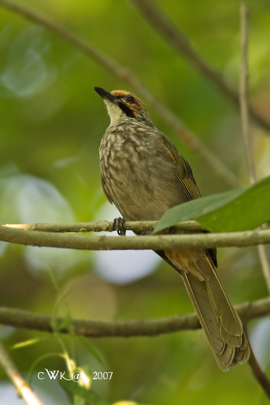 Burung Cucak Rawa - Straw-headed Bulbul (Pycnonotus zeylanicus) - Ryan ...