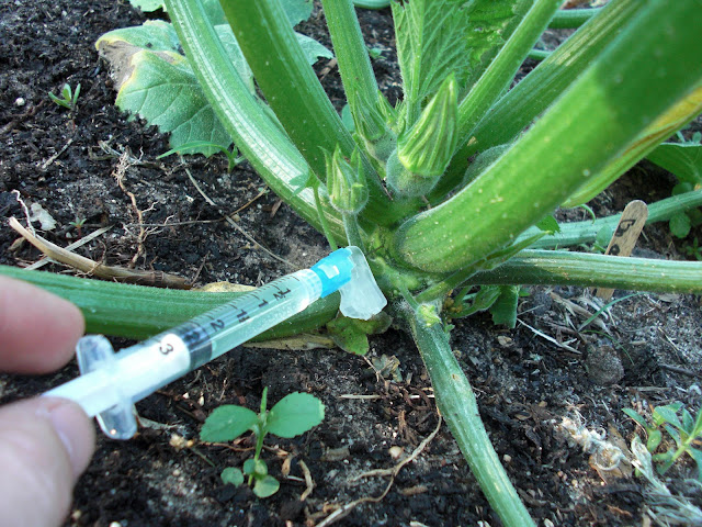 LMG - Love My Garden: Attack of the Squash Vine Borers