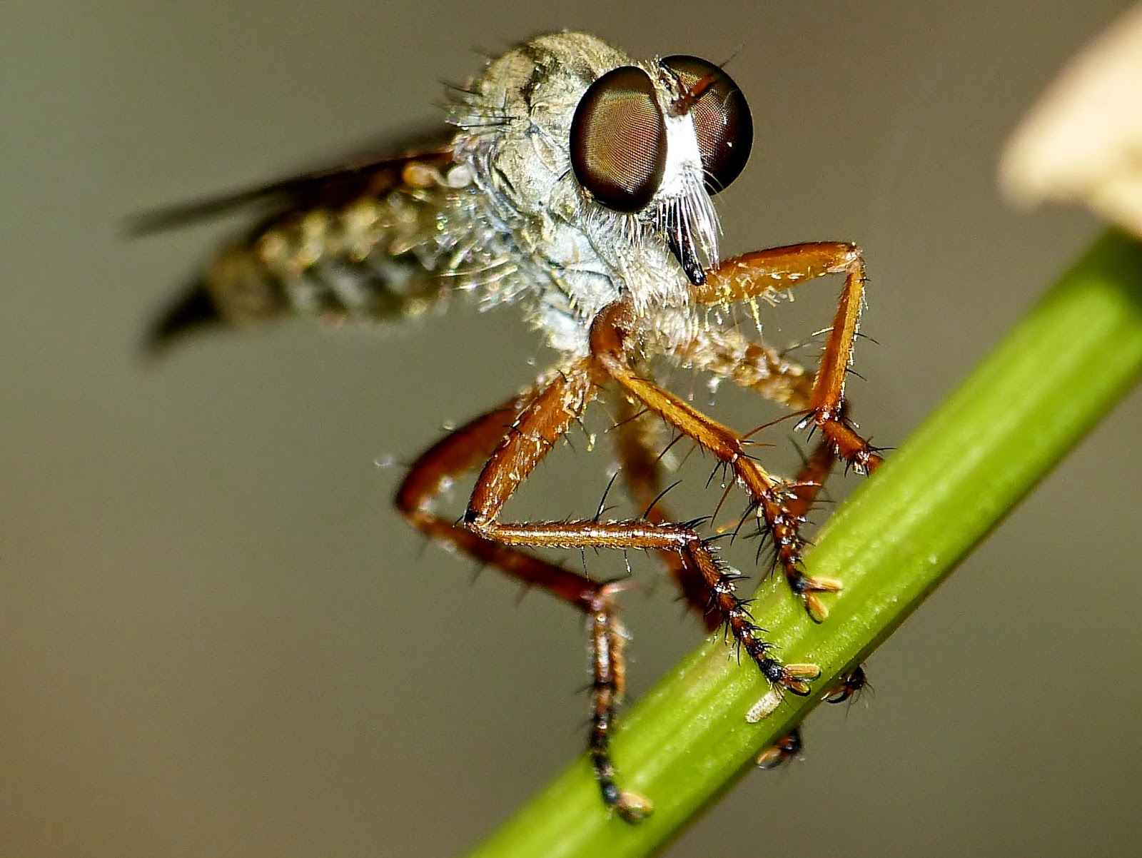 Photos d'insectes: Les Diptères - Sous-ordre des Brachycères (mouches ...