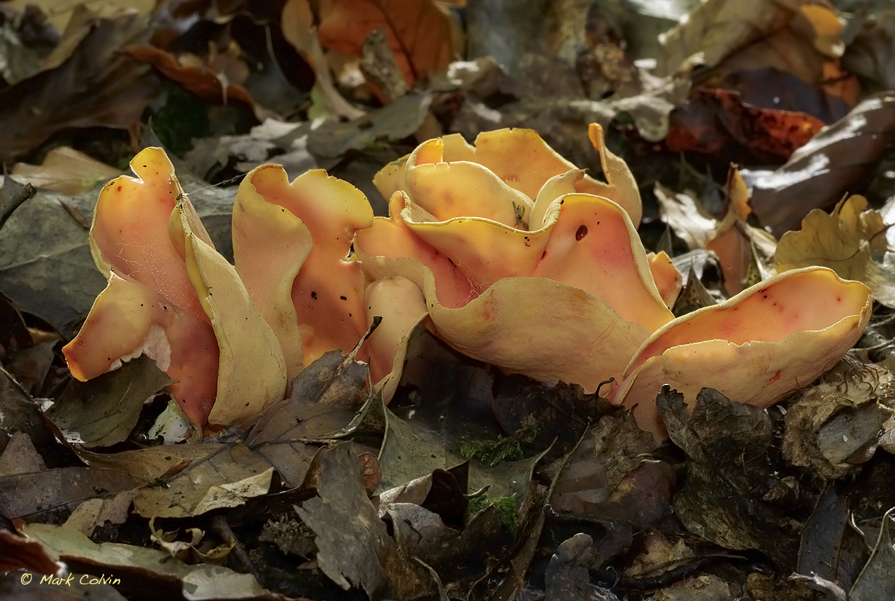 Misidentifying Fungi: October 2016