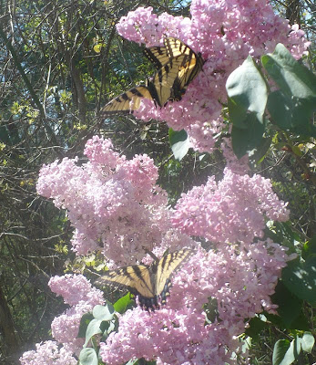 The Enchanted Tree: Early Spring Butterflies.
