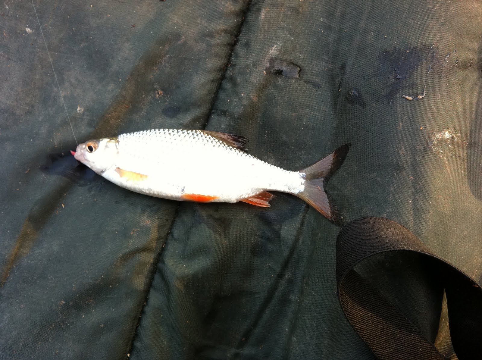 Danny's Angling Blog: Spring has sprung at Rixton Clay Pits...........