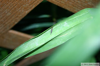 Sluggin' Along: Brown Lacewing Larva
