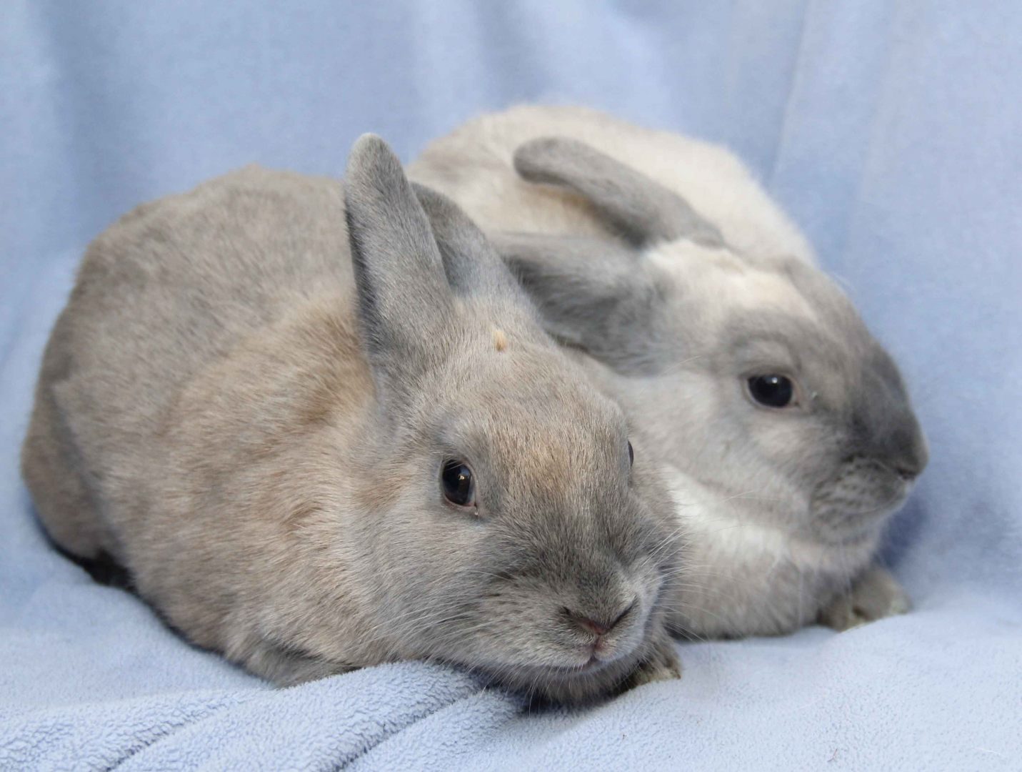 Tipos de conejos - Donetes