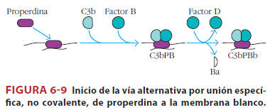 Sistema de Complemento: VÍAS DE ACTIVACIÓN