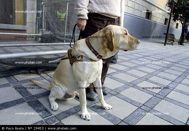 Free Travel: Perro lazarillo