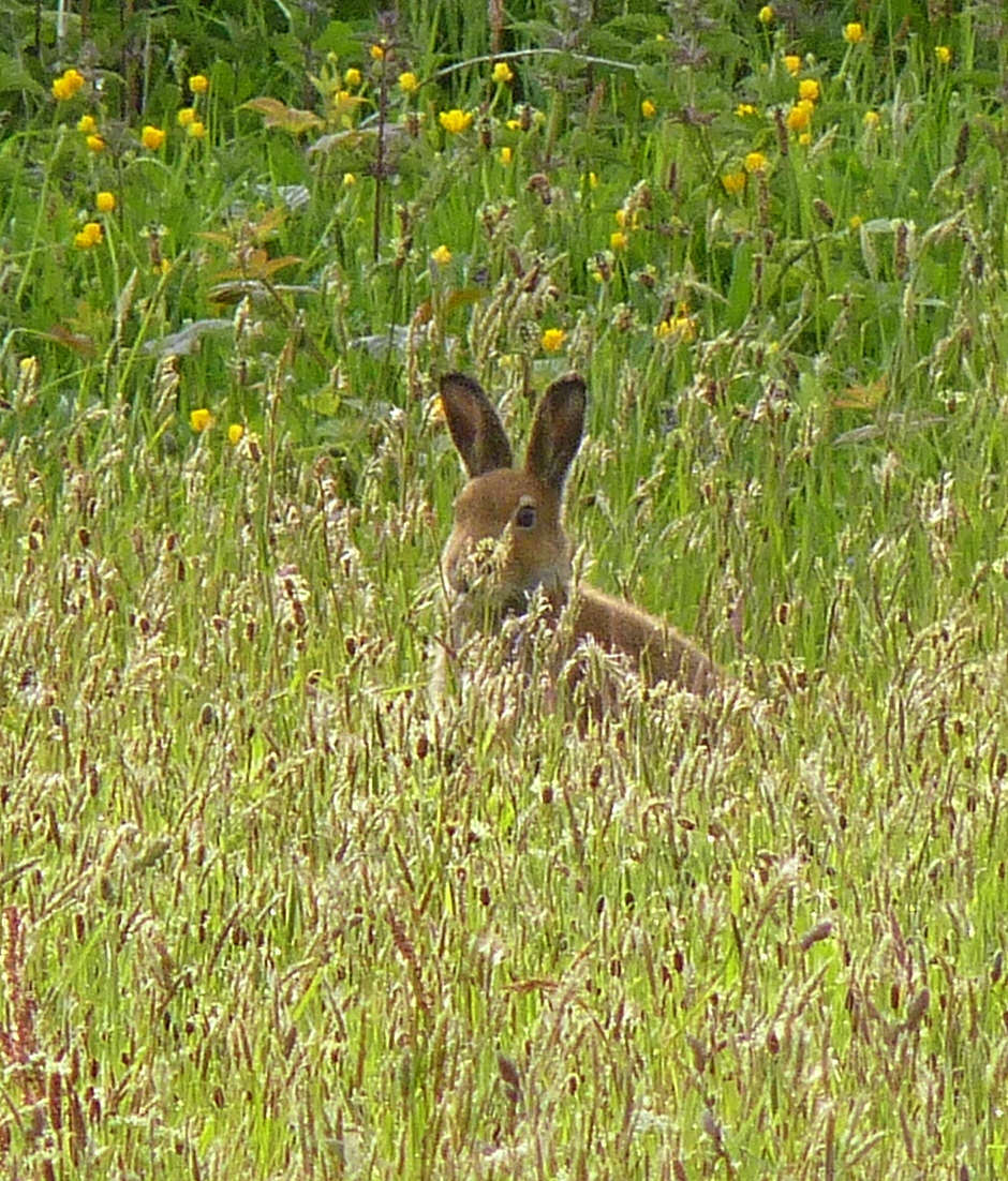 Birding For Pleasure: Rathlin Island Visited Part 6