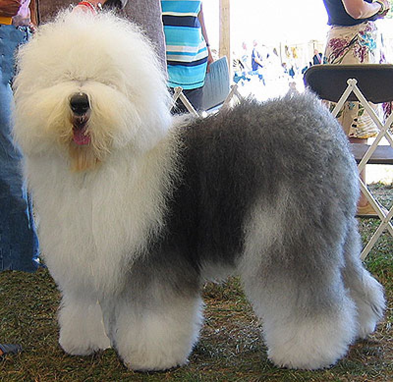 Hairy Old English sheepdog ~ The Animals Planet