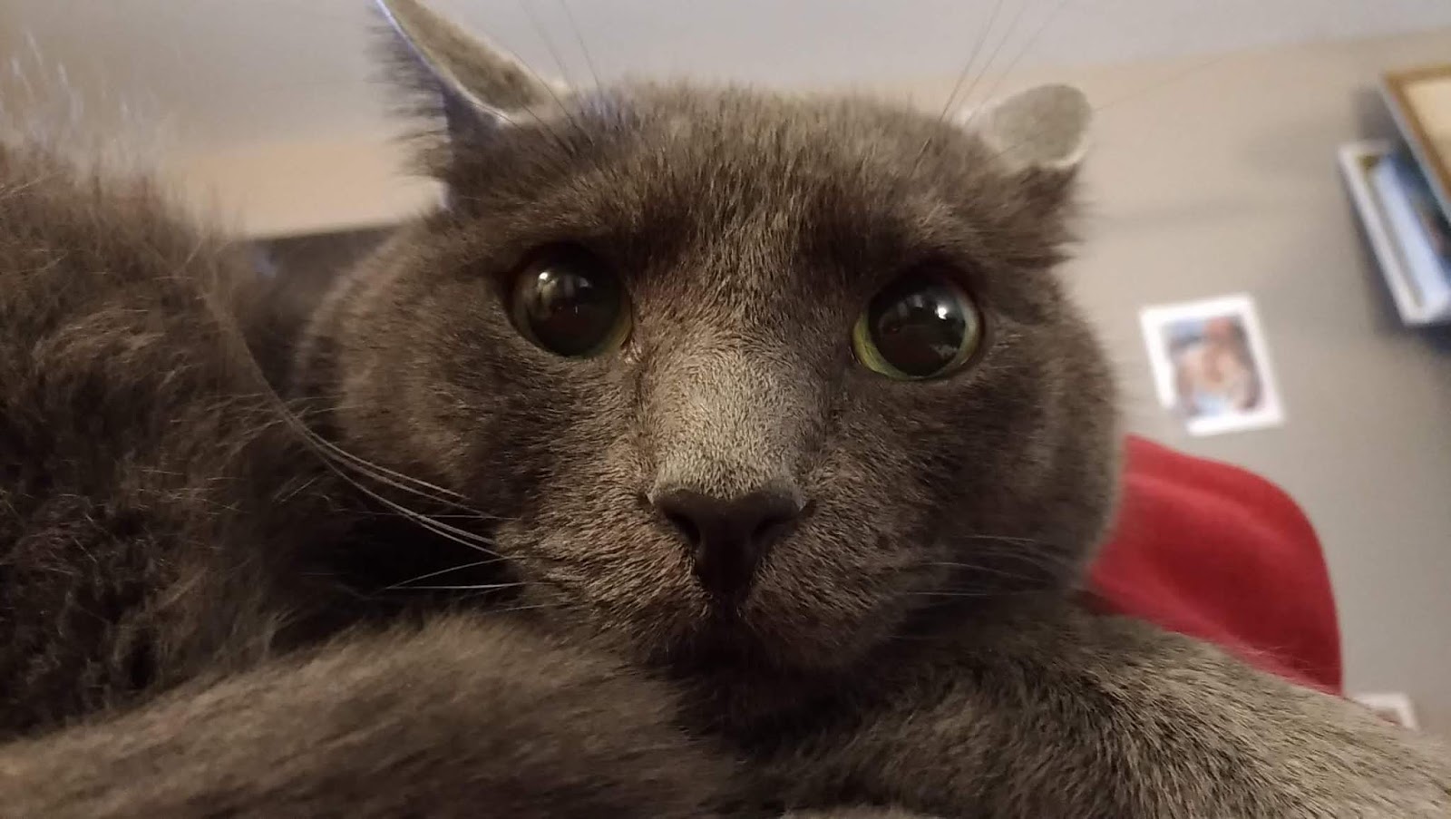 Funny cats - part 321 (40 pics + 10 gifs) | Amazing Creatures