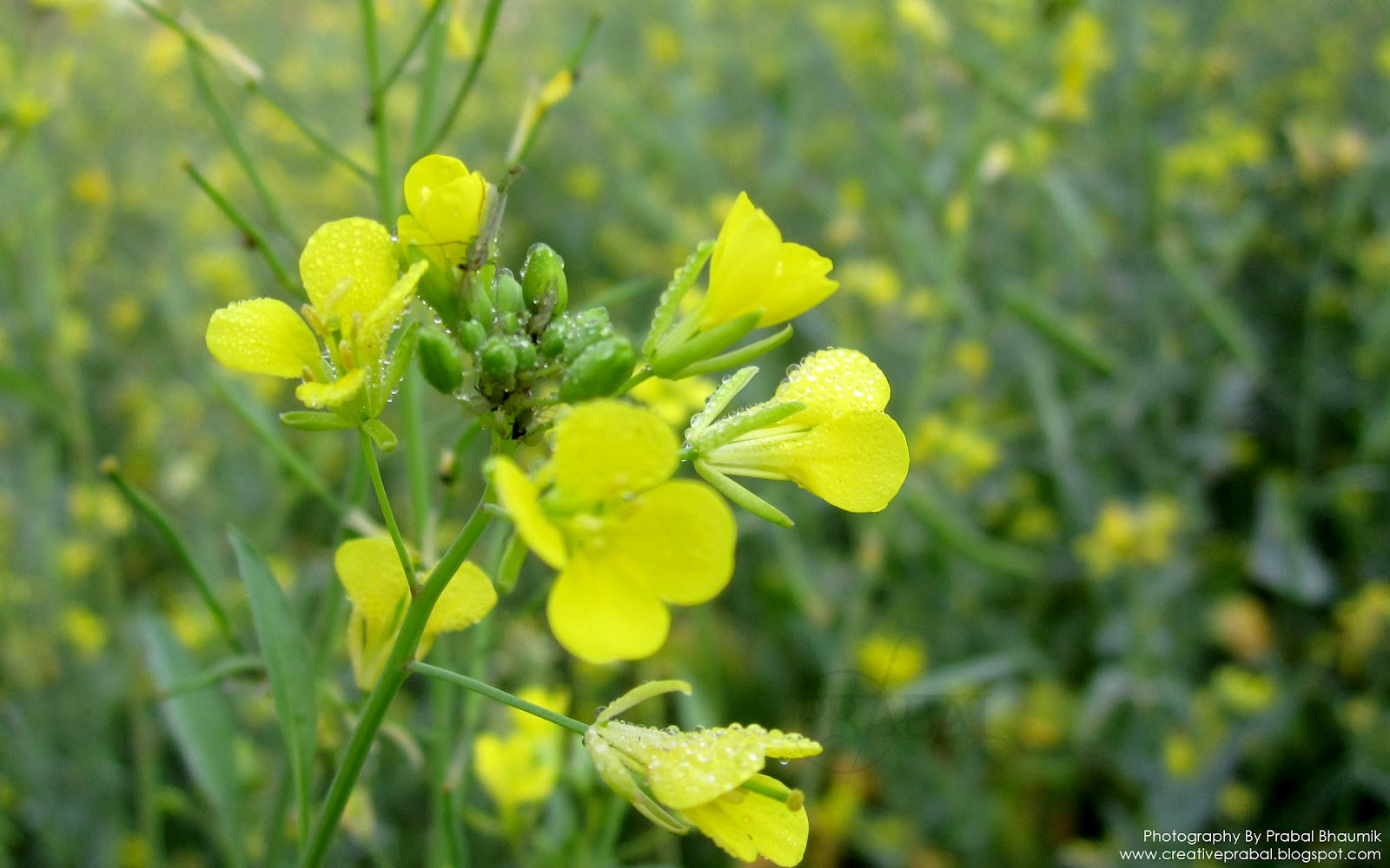 Dew Drop On Mustard Flower | Prabal Bhaumik