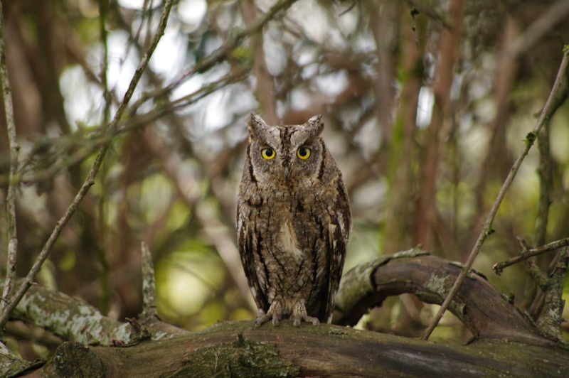 Flora y Fauna de las Sierras de Jaén: AUTILLO EUROPEO