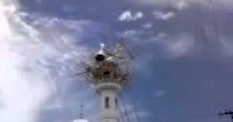 7 Mysterious Flying Creatures and Things Caught on Camera | Evortless