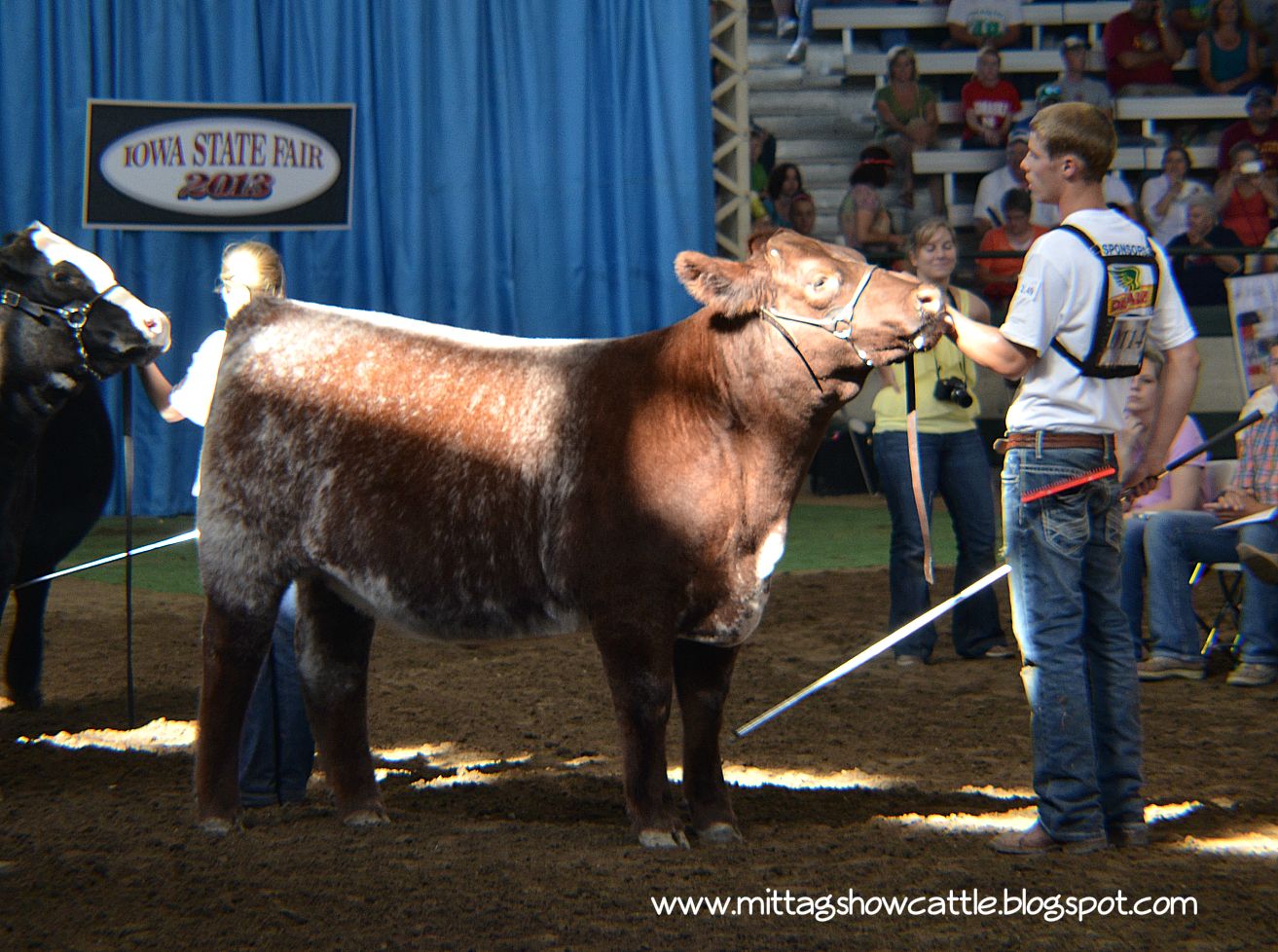 MITTAG Blog: Iowa State Fair 4-H Breeding Heifers