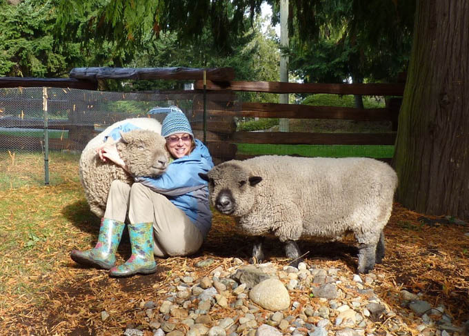(Inter) National Hug A Sheep Day: Hugs From Round The World