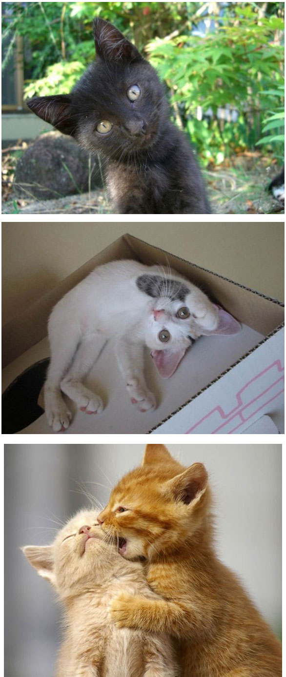 53+ Top Gambar Tahi Kucing Anggora