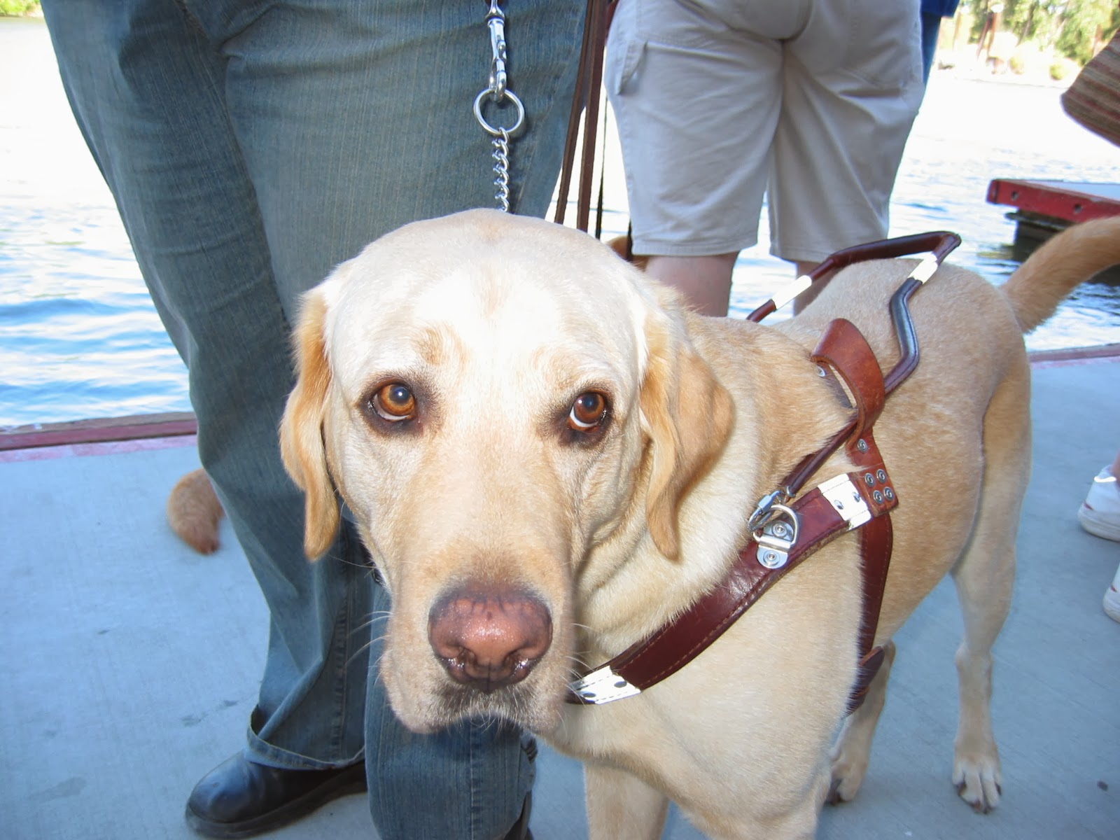 ¿Quién Dijo Boda?: Los Invitados Minusválidos en la Boda (II)