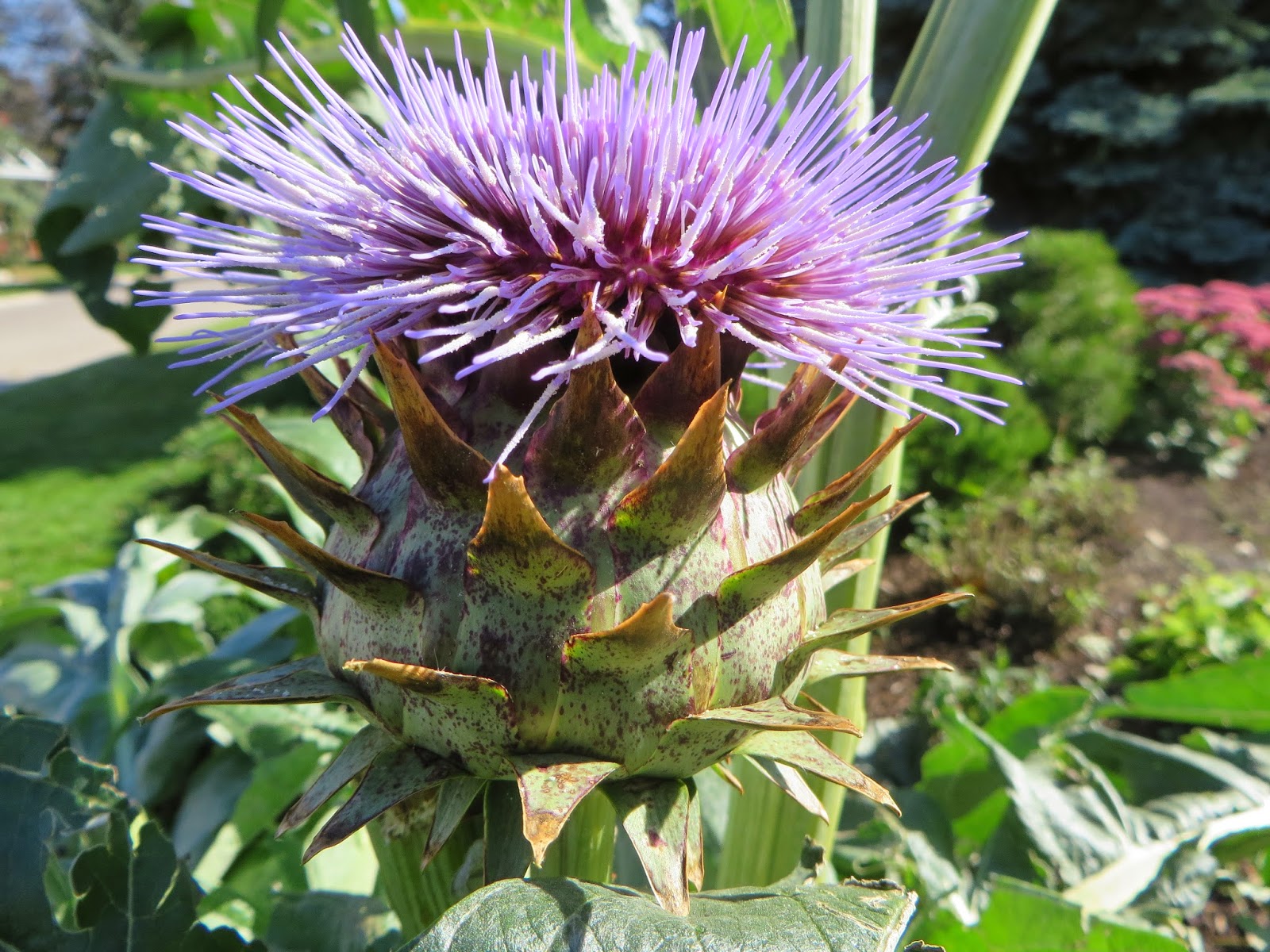 In Marilyn's Garden: Cardoon - a Great Garden Feature!