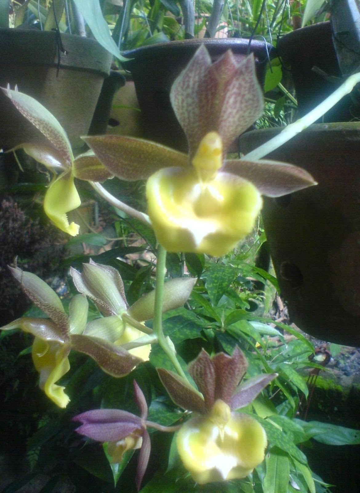 BUNGA ANGGERIK: Koleksi gambar bunga orkid yang cantik (Part 2)