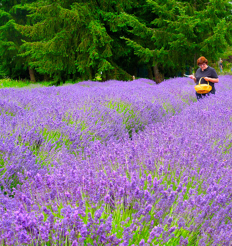 Antiques And Teacups: Tuesday Cuppa Tea, Shelley Summer Glory, Lavender ...
