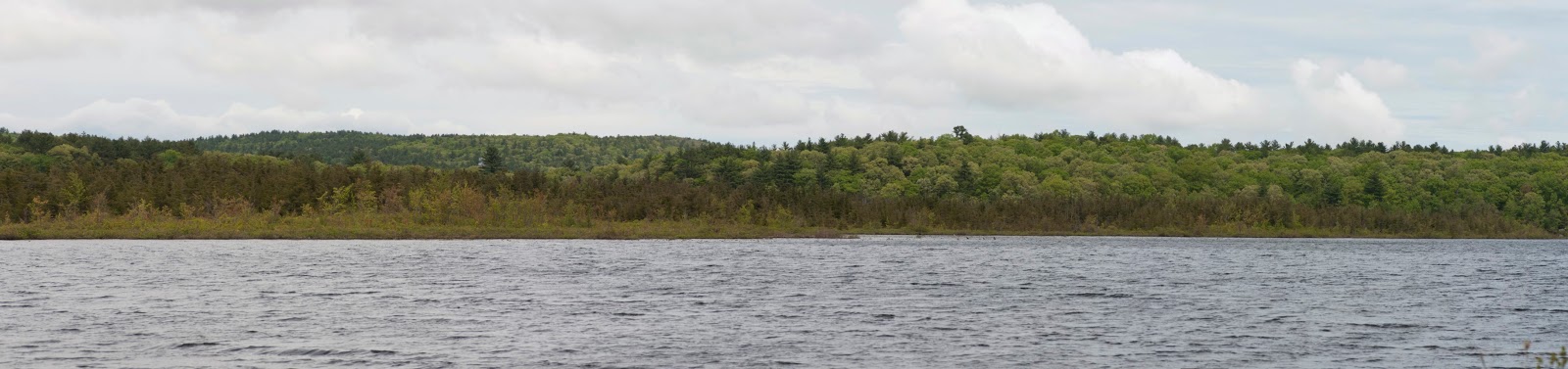 Nature photos from an Amateur Naturalist: Ponkapoag Bog, USA (Ponkapoag ...