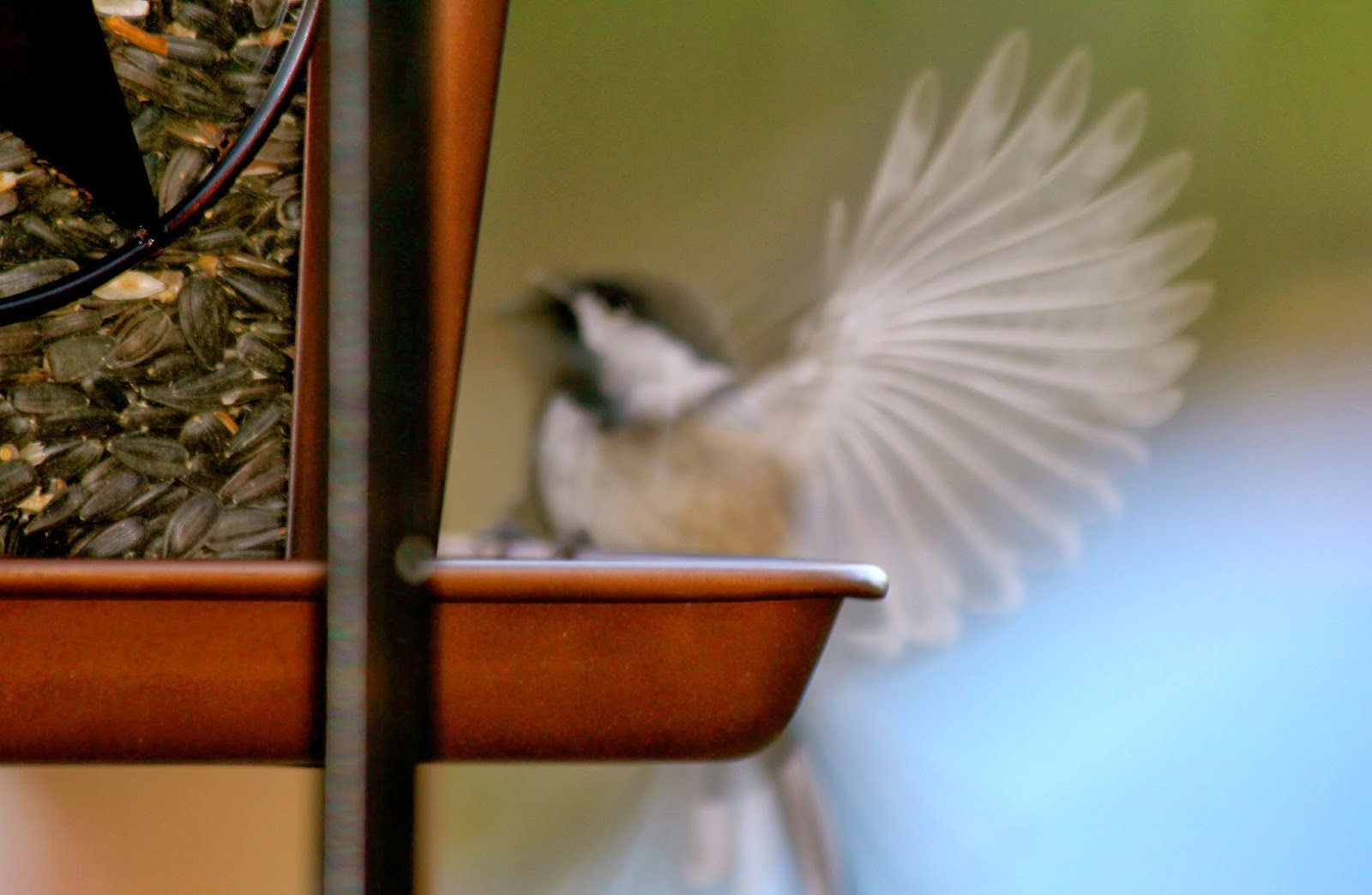 Hoot Owl Karma: Bird Feeders