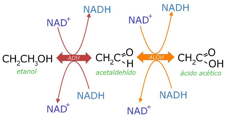 reacciones reversibles e irreversibles: Reacciones Reversibles