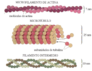 Asteraceae: Citosol e Organelas microtubulares