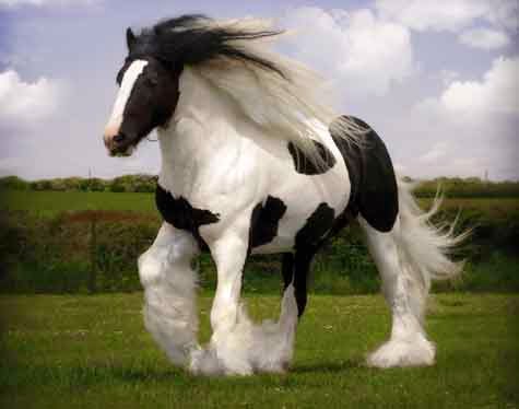 El blog de Evolet: Hermosa raza de caballo Gypsy Vanner