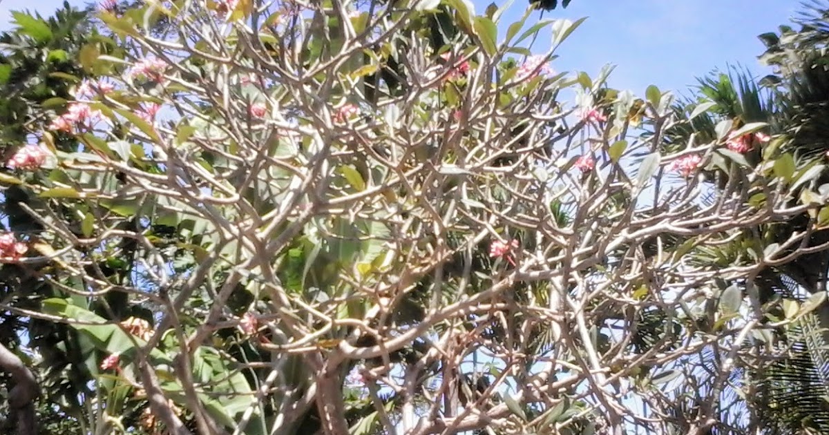 Bunga Kamboja Bali Pink Gardensonline: Plumeria Rubra Tricolour ...