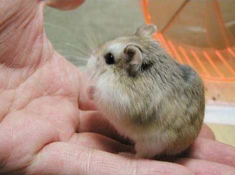 Dwarf Hamster: Robo Dwarf Hamsters Info - Facts, Training and How To Care