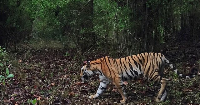 Shooting a Tiger at Bandhavgarh National Park and Tiger Reserve!