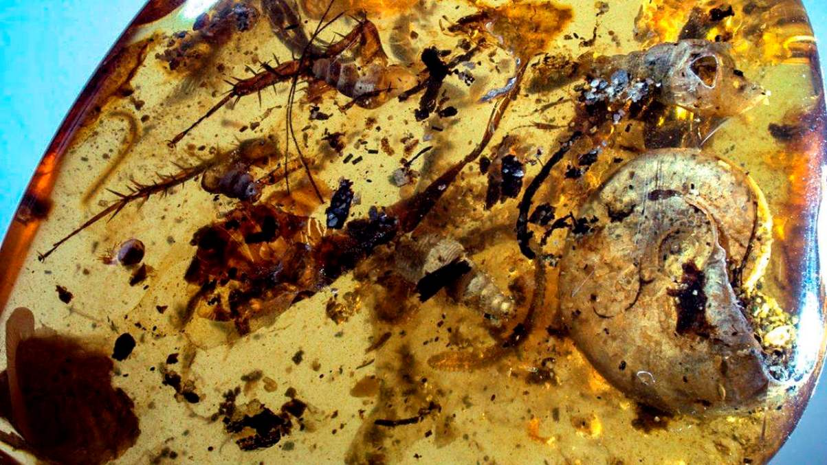 Ninety-nine-million-year-old Ammonite Trapped in Amber Discovered ...