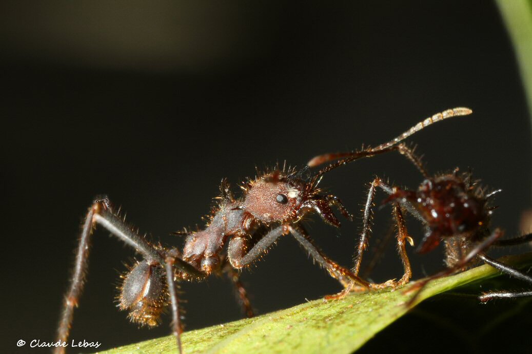 fourmis de Cuba- Hormigas de Cuba- Ants of Cuba: Atta insularis