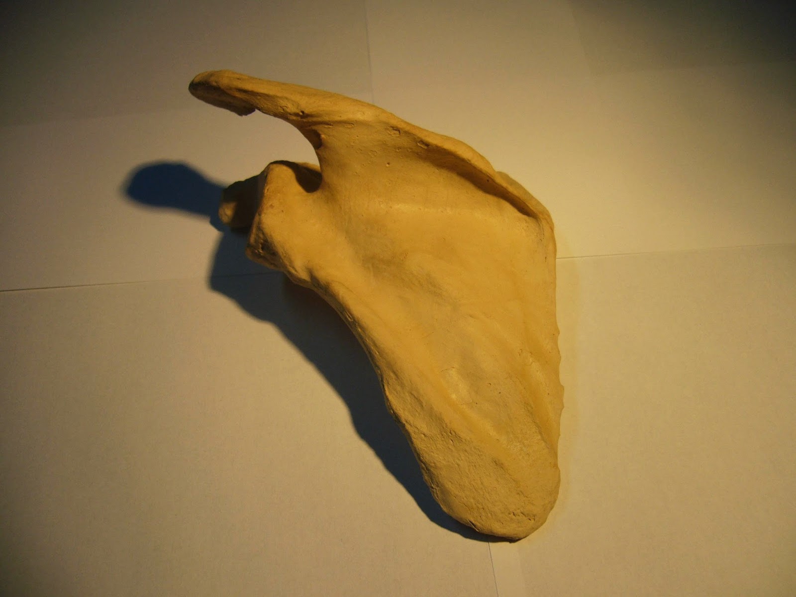 oase gips: Omoplat ( scapula )