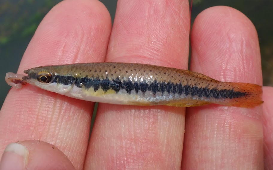 Ben Cantrell's fish species blog: Lifer hunting in the Ozarks