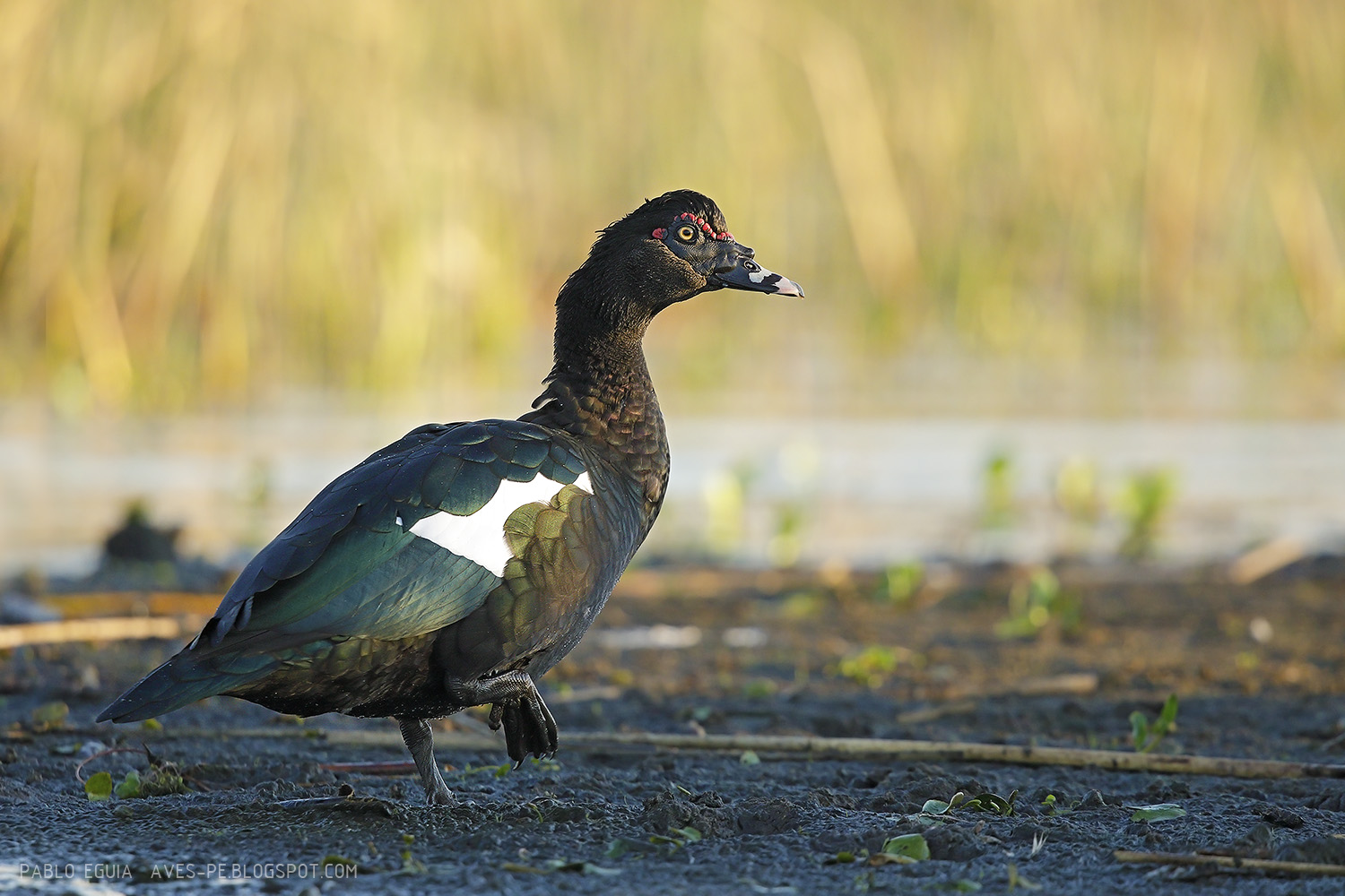 mis fotos de aves: Cairina moschata Pato Real Muscovy Duck