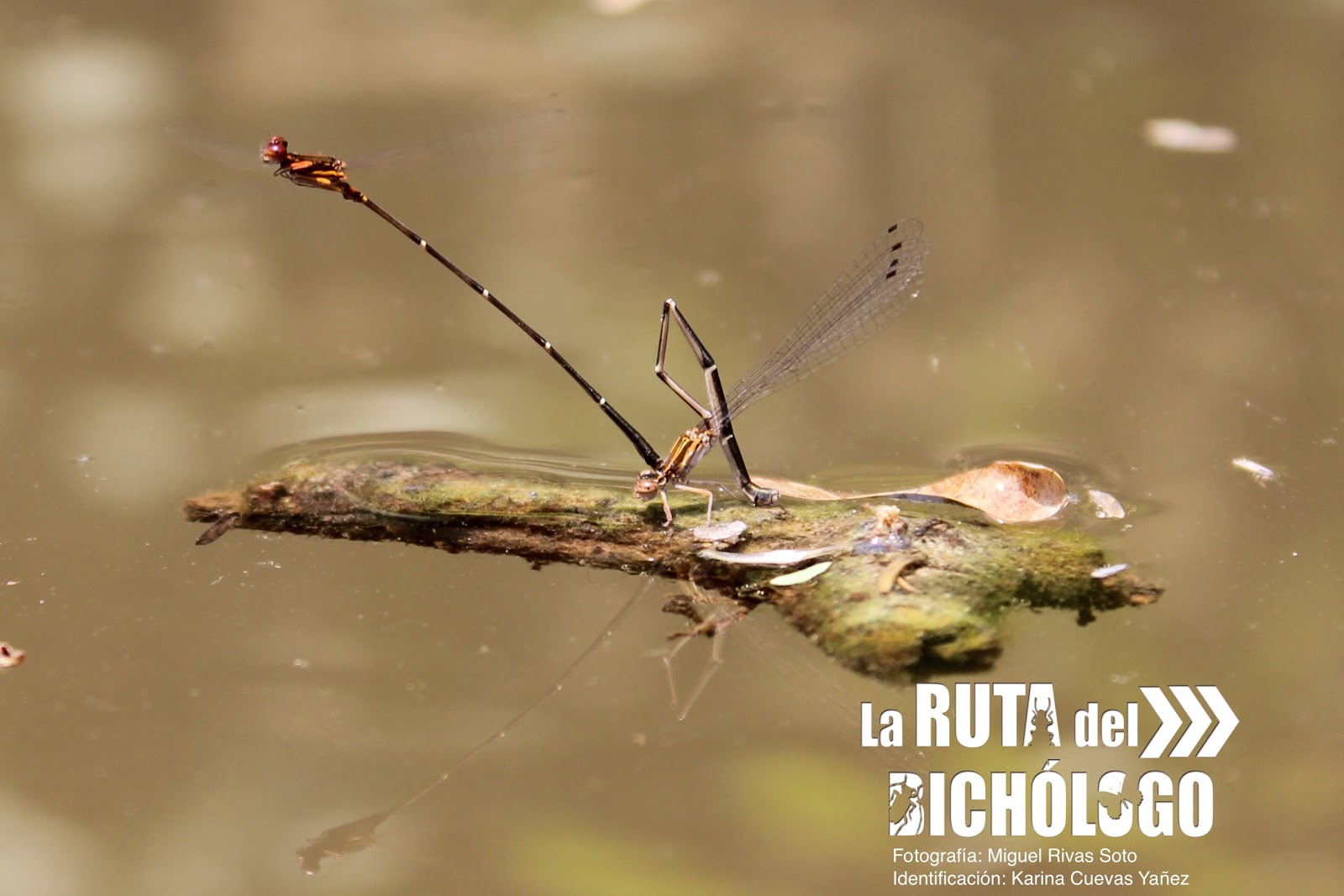 Protoneura cara - Calvert, 1903 (Odonata: Protoneuridae) ~ La Ruta del ...