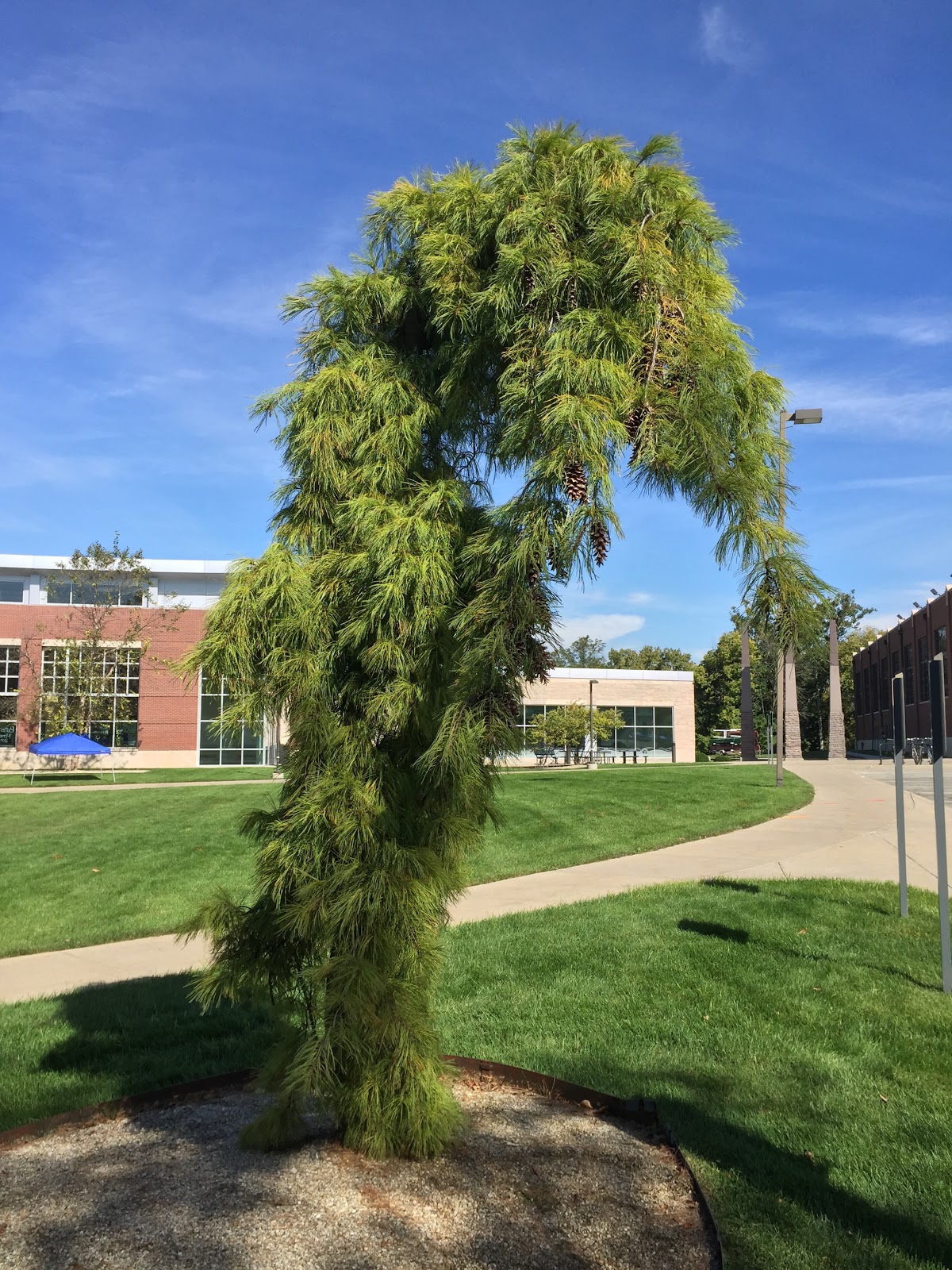 Backyard Neophyte Landscaping Blog: September 2015