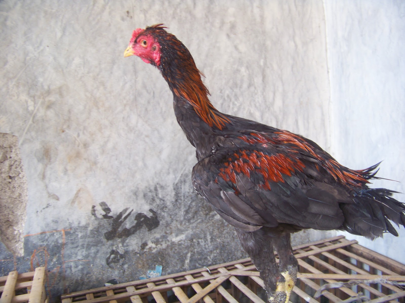 Pitek Online: Di Jual Ayam bangkok