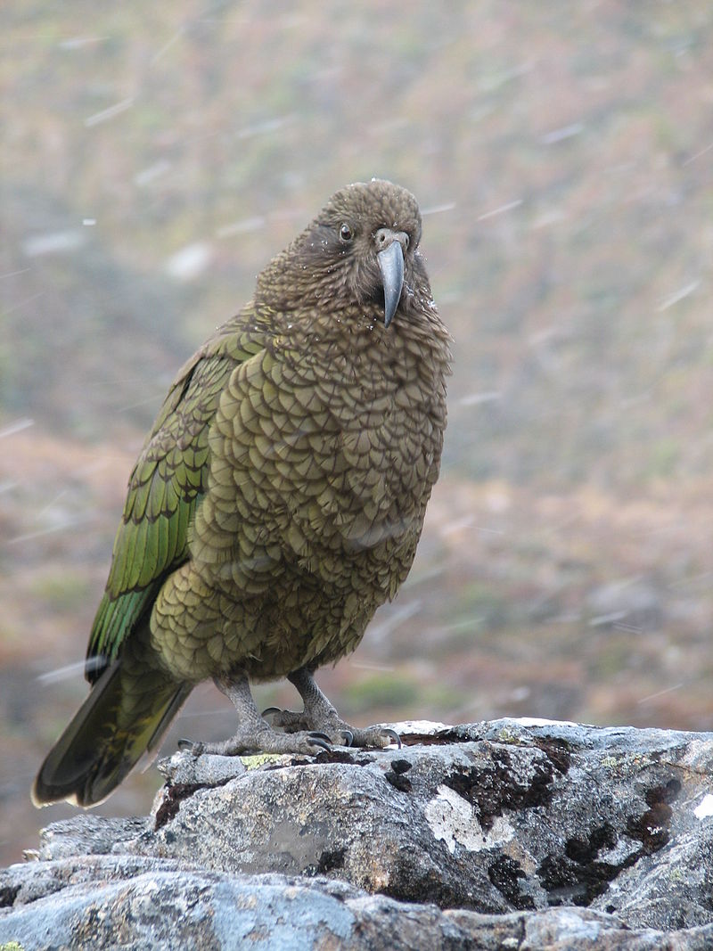 Kea-The Sheep-Killing Parrot