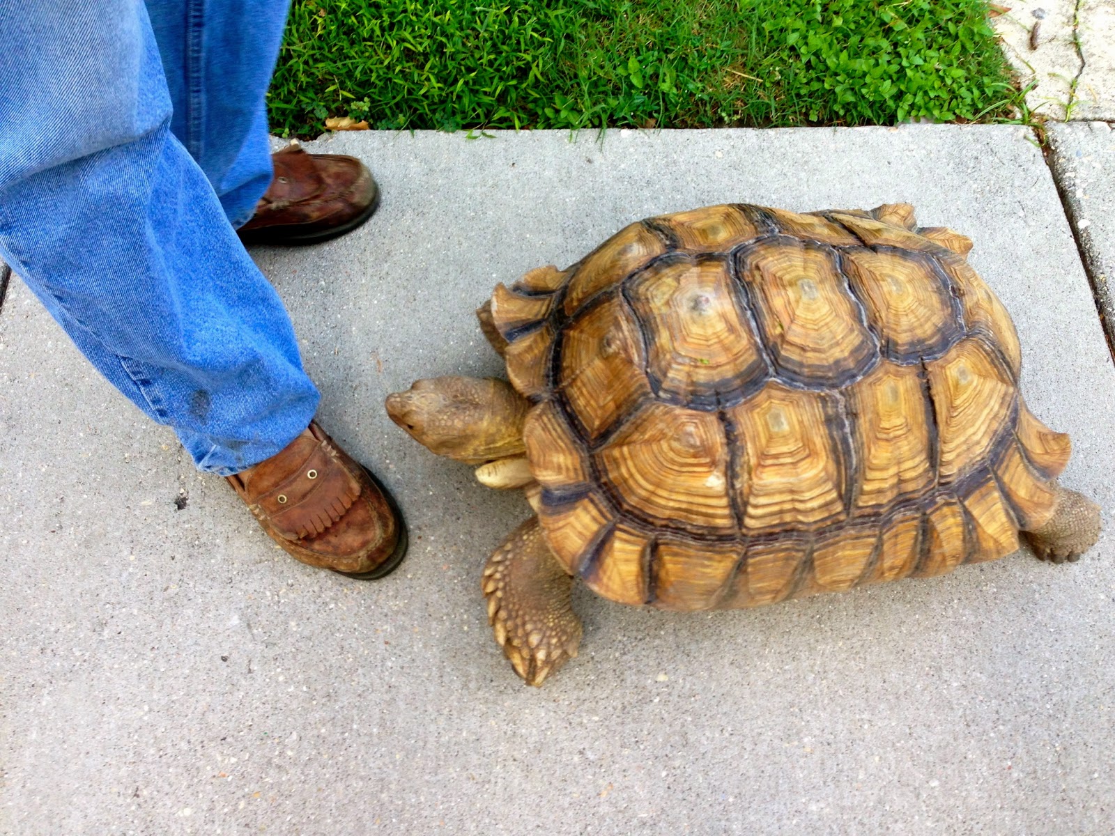 Vintage Mulberry: Tortoise Shells!