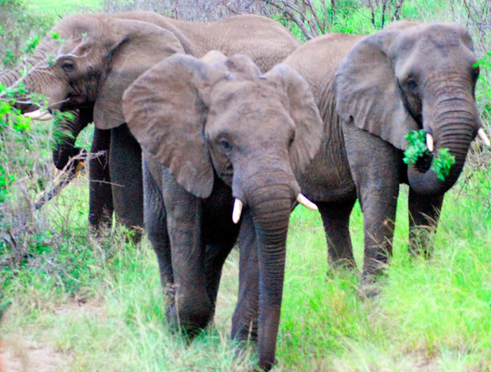 The Great Wildebeest Migration: Thula Thula