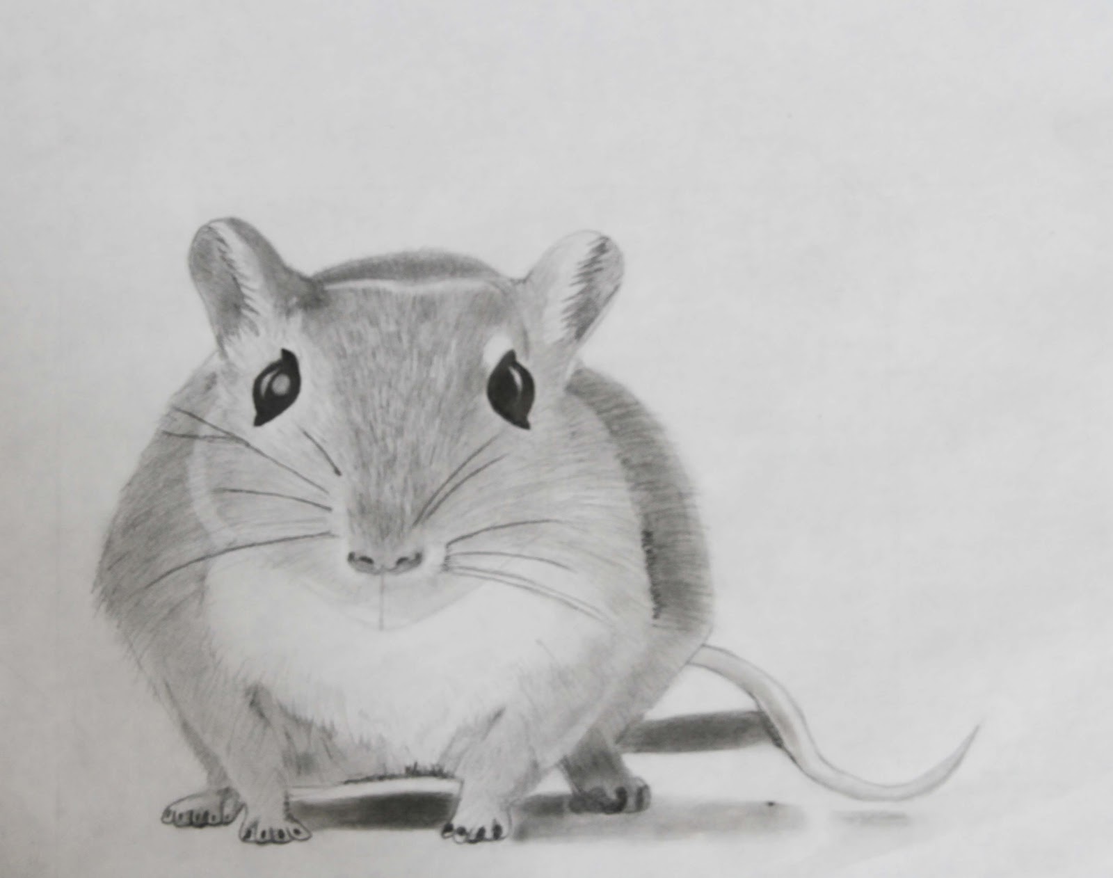 Student Art: Graphite Animals