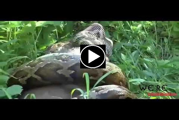 Giant Anaconda Attacks Giant Anaconda Attacks Caught on Camera BIGGEST ...
