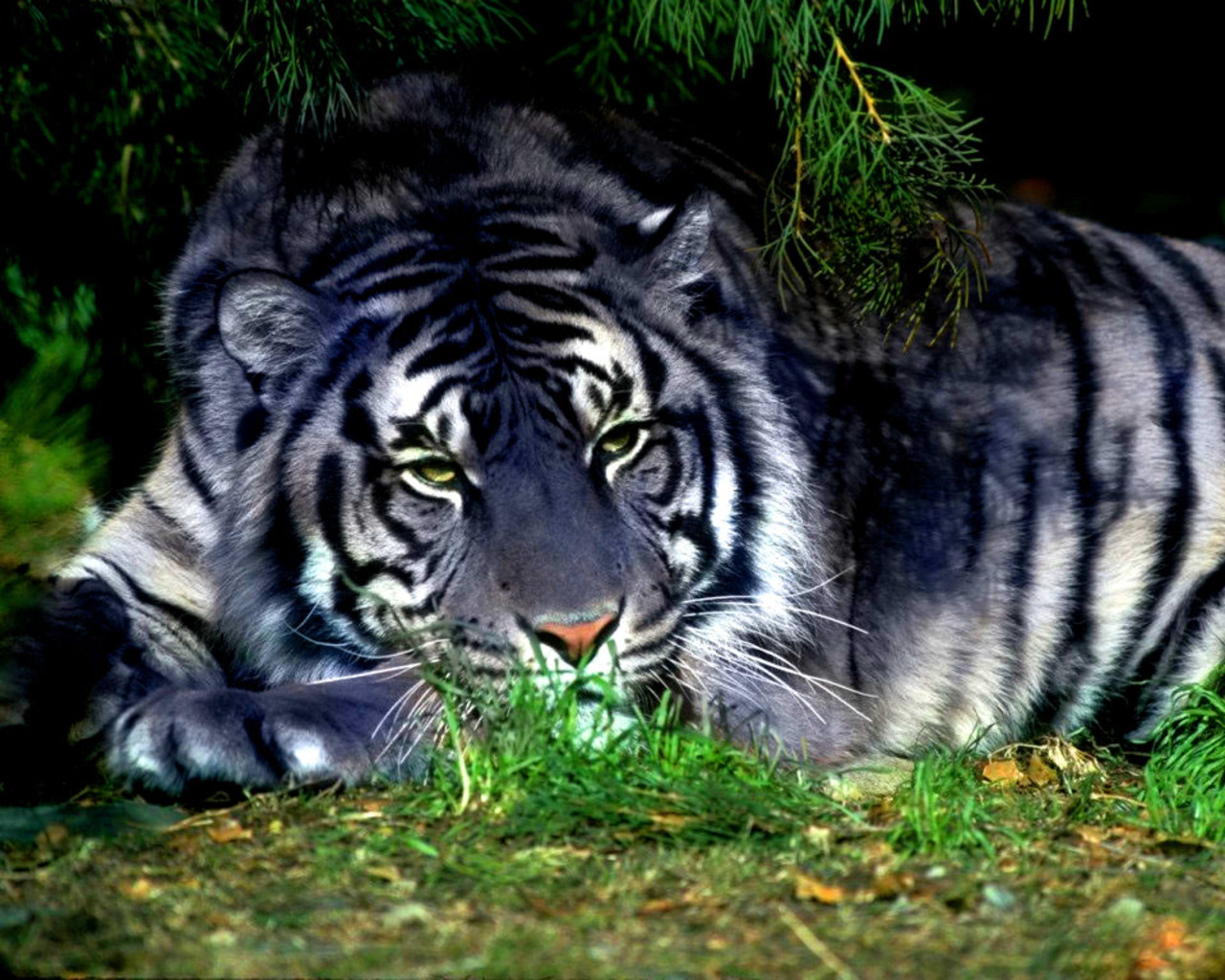 TomcatWallpapers: Animals wallpaper a maltese tiger